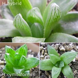 多肉たち: Kamico Diary