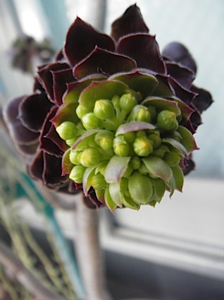 多肉たち: Kamico Diary