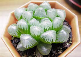 多肉たち: Kamico Diary