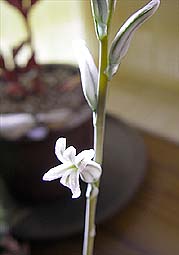 多肉たち: Kamico Diary