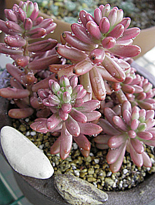 多肉たち: Kamico Diary