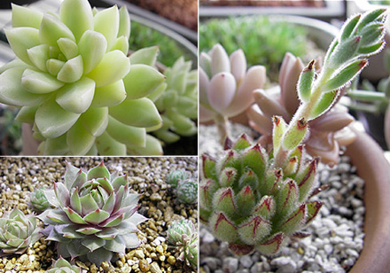 多肉たち: Kamico Diary