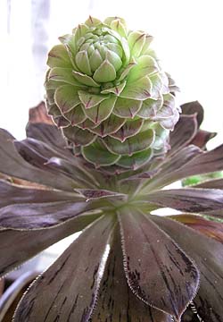 多肉たち: Kamico Diary