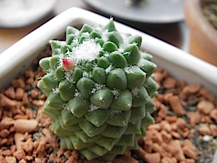 多肉たち: Kamico Diary