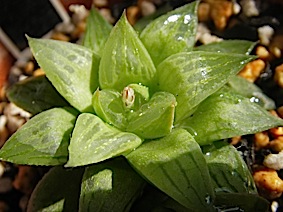 多肉たち: Kamico Diary