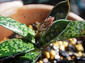 多肉たち: Kamico Diary