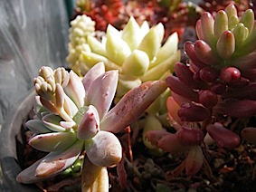 多肉たち: Kamico Diary