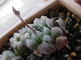 多肉たち: Kamico Diary