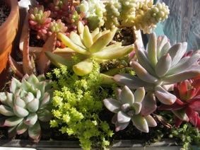 多肉たち: Kamico Diary