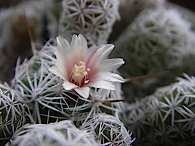 多肉たち: Kamico Diary